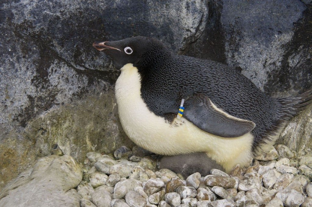 SeaWorld Orlando (FL) dá boas-vindas a oito pinguins fêmeas - TurismoETC